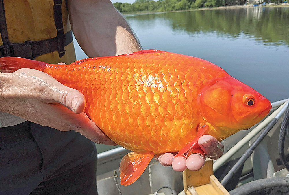 Giant goldfish turn up in waterways | News, Sports, Jobs - Altoona Mirror